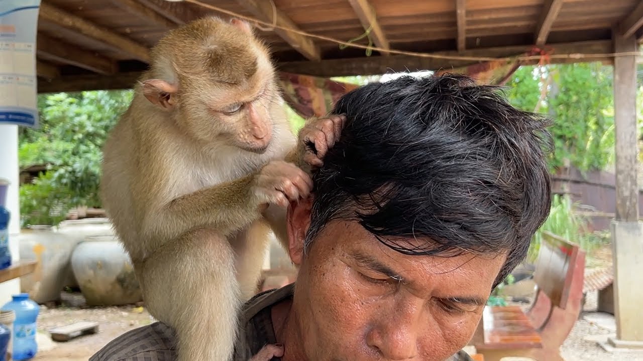 Amasing Monkey Zueii Clean And Grooming Grandpa Ears - YouTube