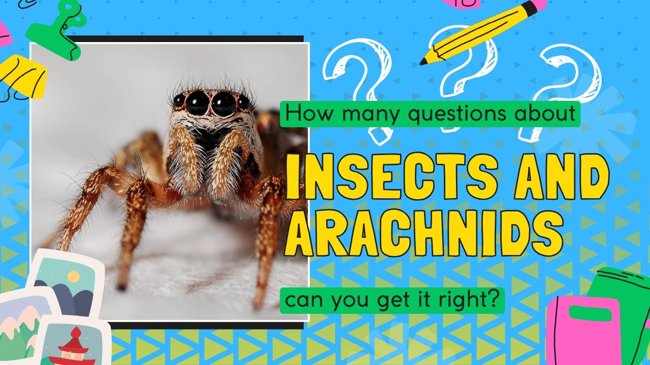 Creepy Crawly Challenge: Identify Species from the World of Bugs! - YouTube