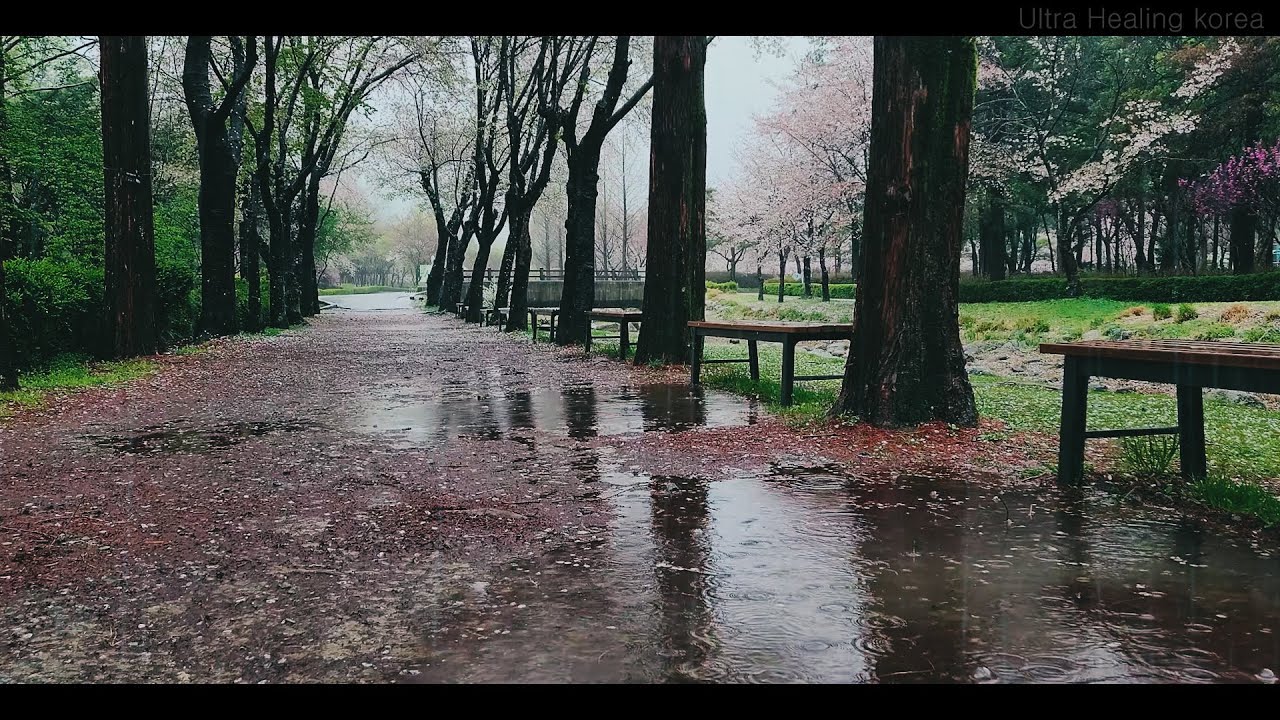 Stress-free deep sleep with the gentle sound of rain falling on a quiet ...