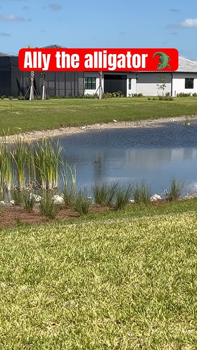 I saw Ally the alligator 🐊👀😳 - YouTube