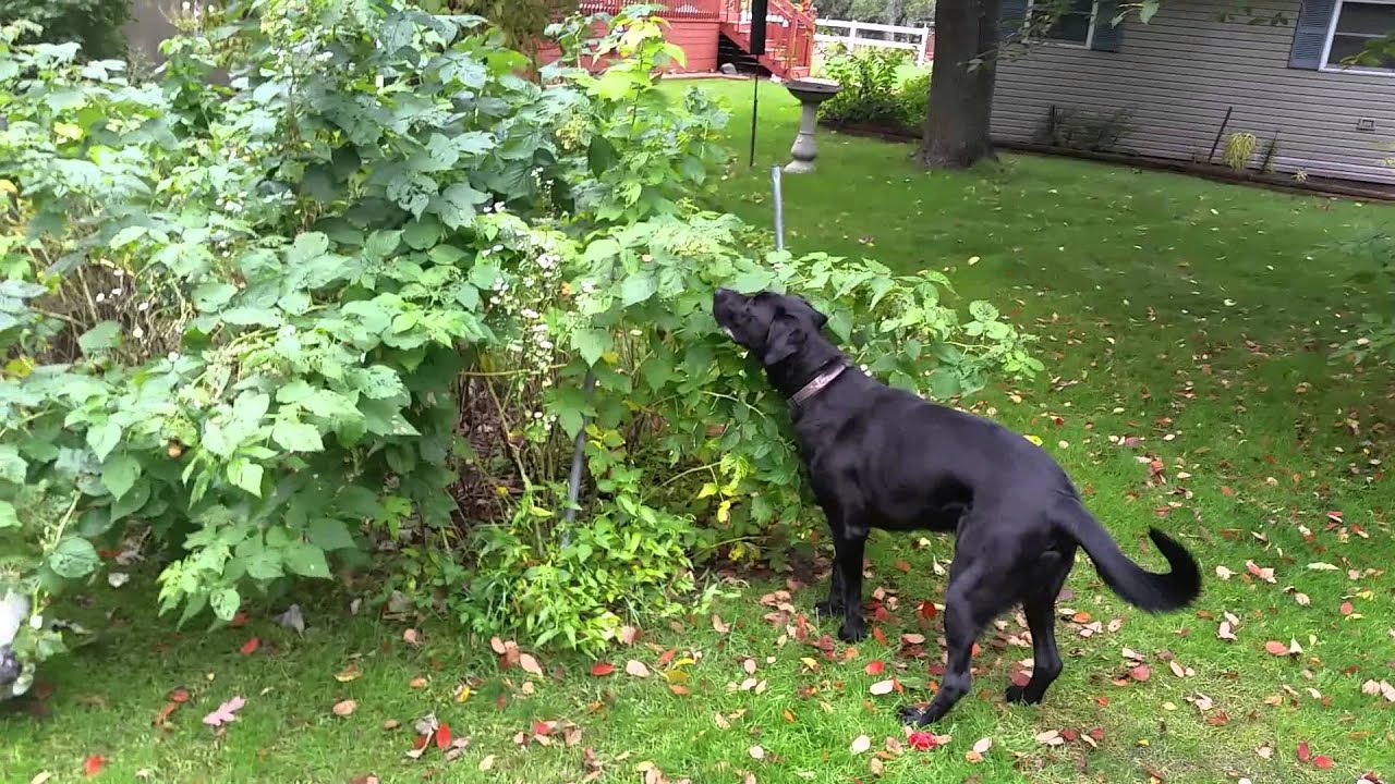 Raspberry eating dogs - YouTube