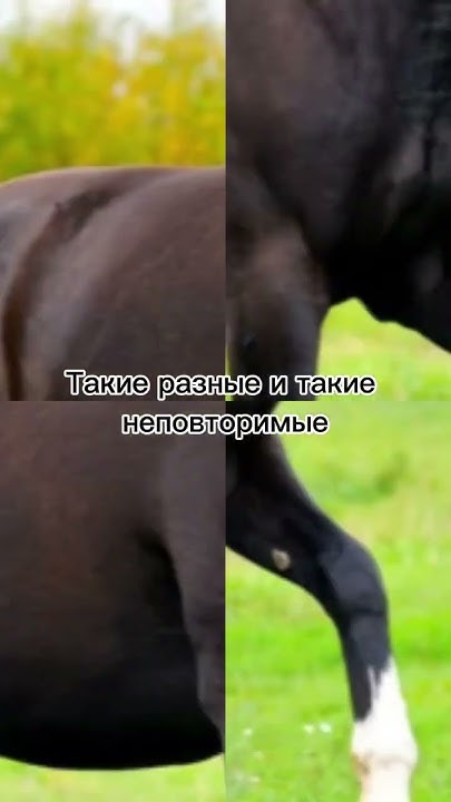 В мире более 300 пород лошадей - YouTube