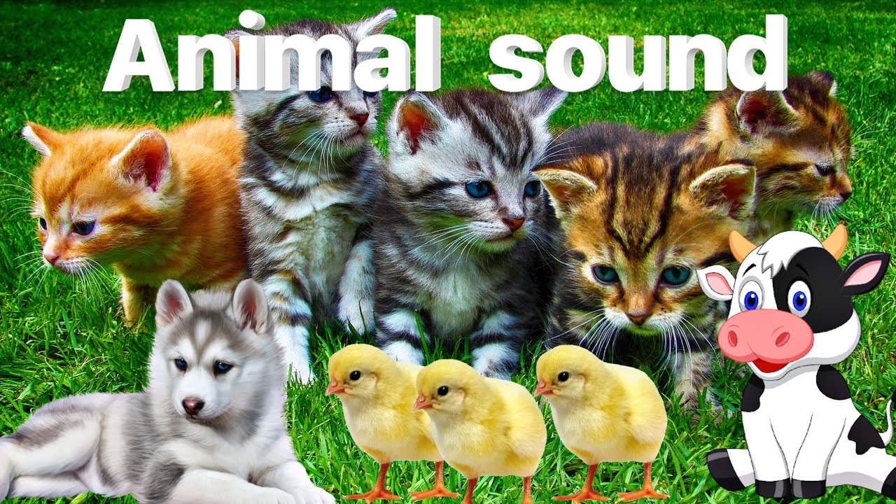 Cute Little Farm Animal Sounds - Dog Horse, Rooster, Elephant, Pig, Cat ...