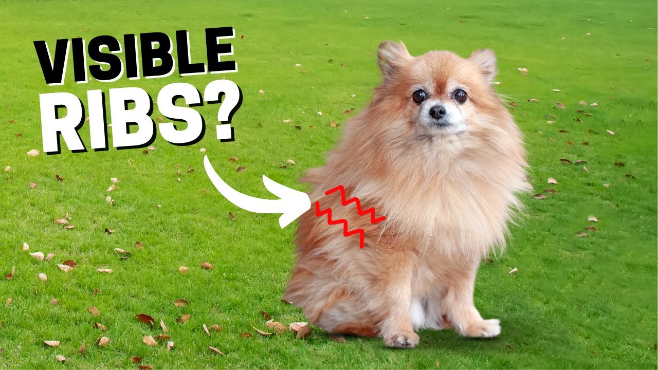 Is Your Pomeranian Too Skinny? (Signs to Look For) - YouTube