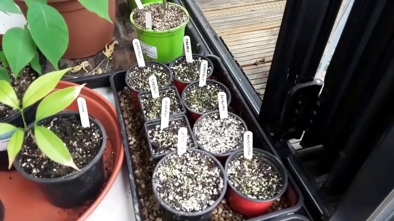 Tropical and exotic fruit seeds sown this week - YouTube