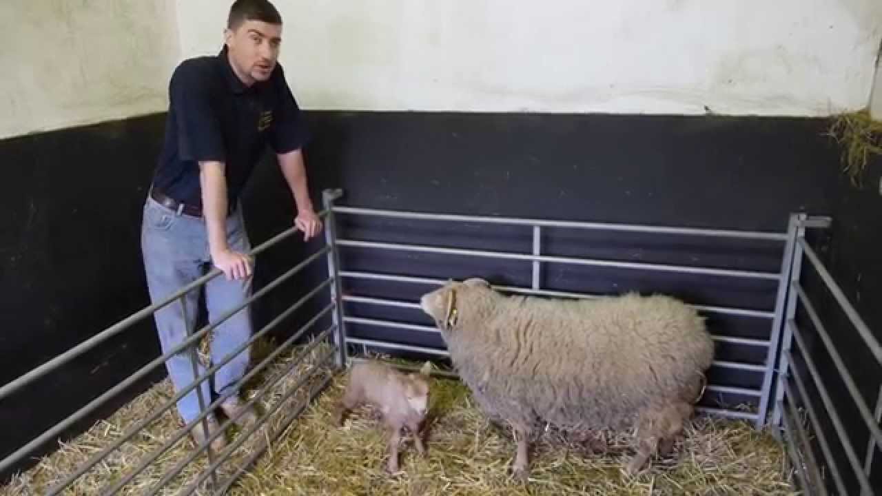 Newborns at Capel Manor's Crystal Palace Park Farm - YouTube