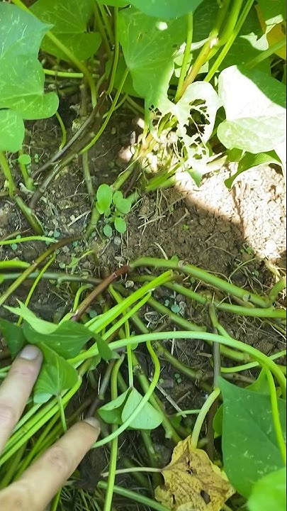 Java potatoes very nice #epicgardening #fruit #vegetablegardening # ...