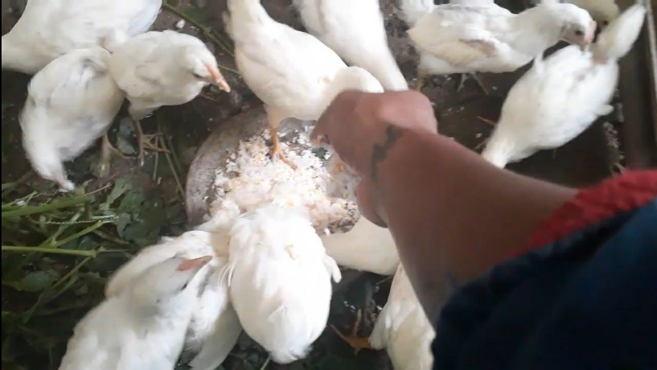 Pakain ng ating alagang Irisan Native White Chickens 01 - YouTube