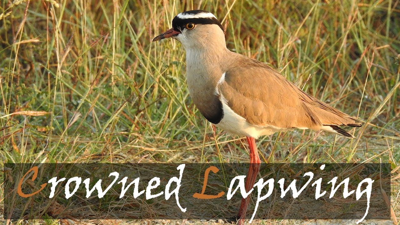 Crowned Lapwing (Vanellus coronatus) Bird Call | Crowned Plover ...