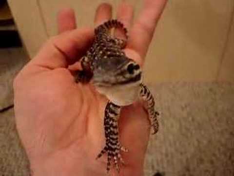 Argus Hatching/ Hatchlings - YouTube