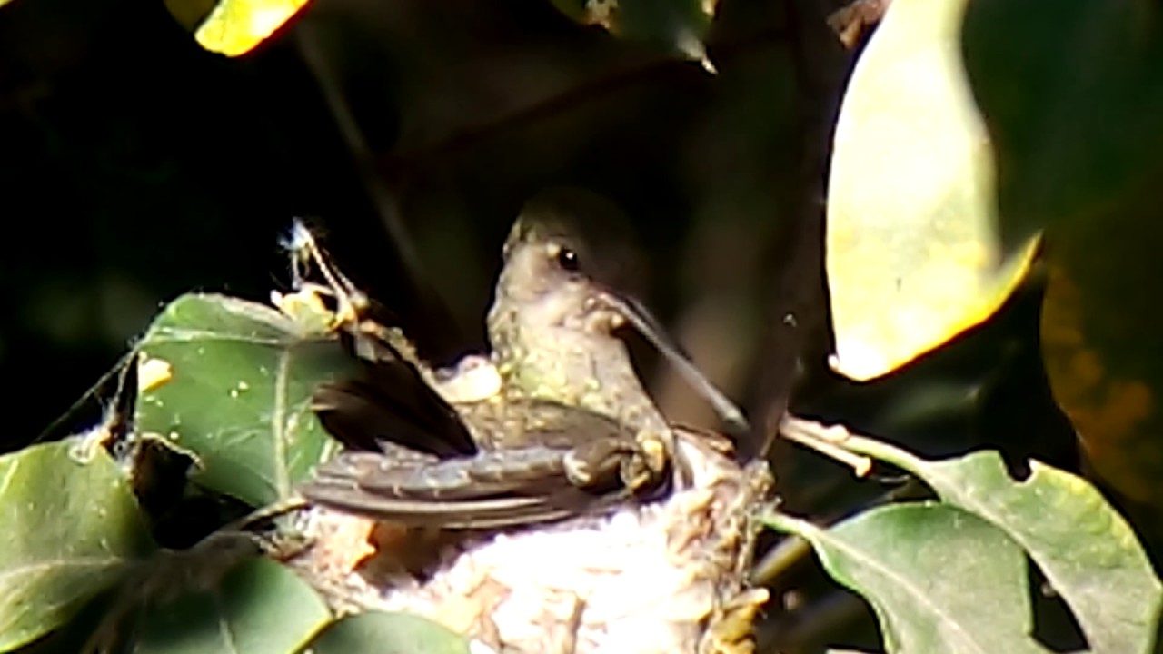 COLIBRÍ. En Ciudad de México - YouTube