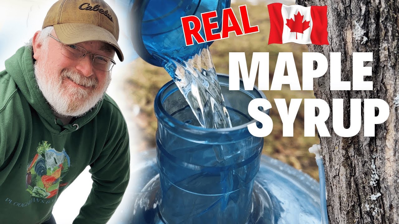 Maple Syrup On A Small Property From Just 2 Trees! | A Beginners ...