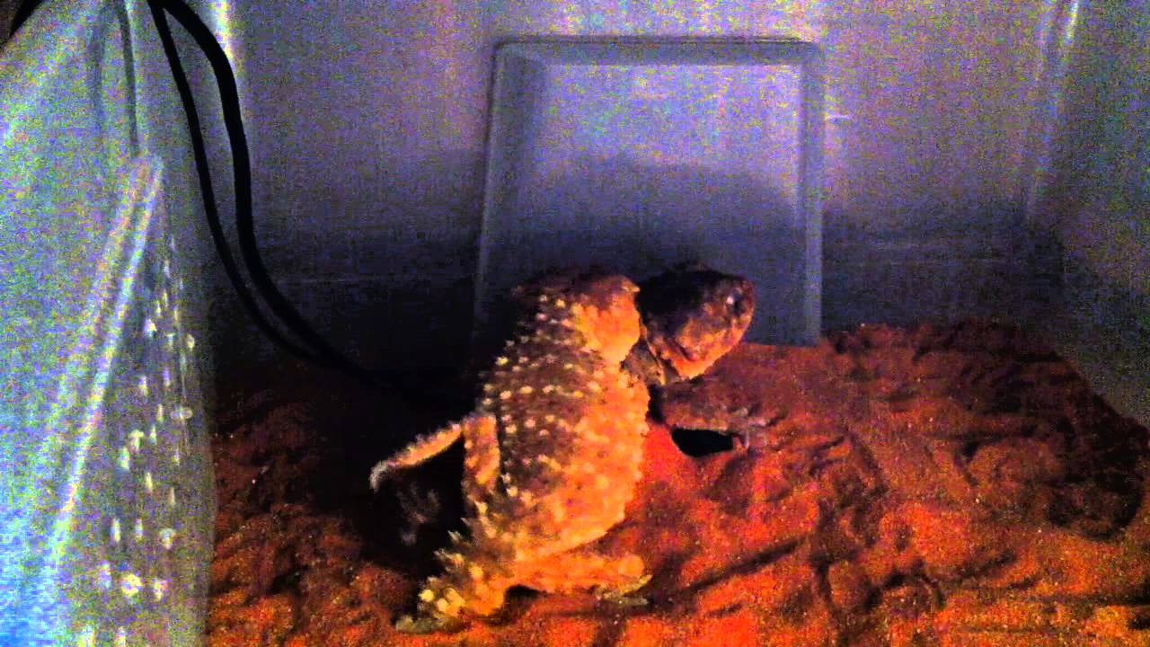 Thor Amy Nephrurus Amyae Breeding Youtube