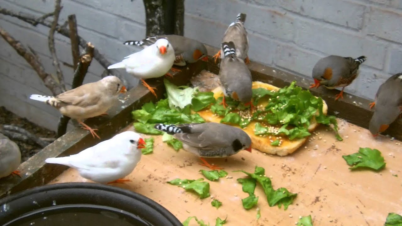 My Finches Eating - YouTube