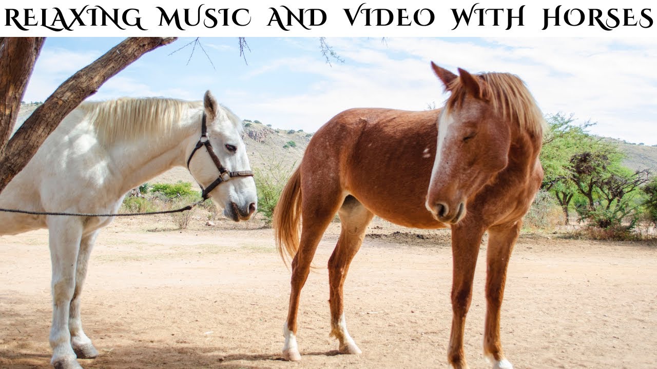Relaxing music and video with horses by @logicrelaxmusic , Beautiful ...