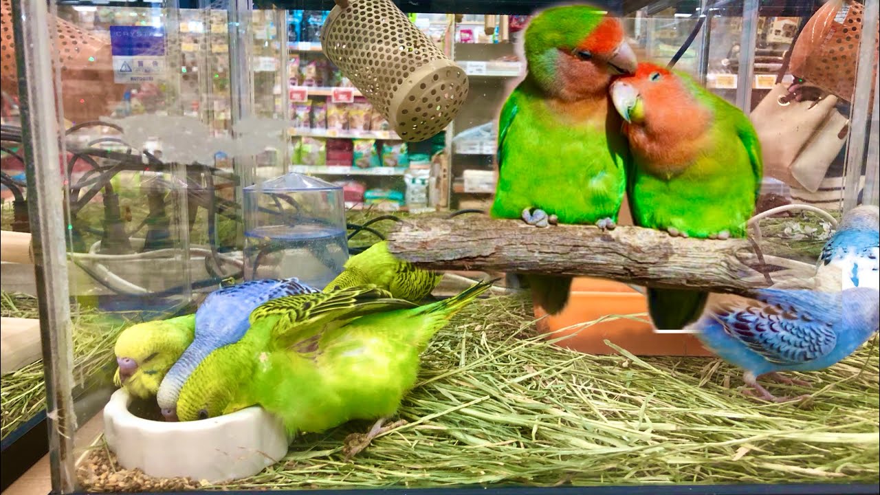 Japan parrot| parrot for sale| - YouTube