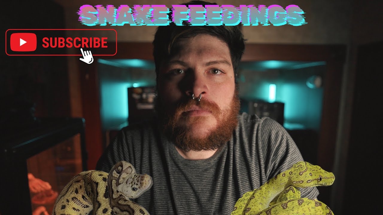 Feeding ball pythons, rainbow boa, and GTP (Kinova,Wilbanks,Royal ...