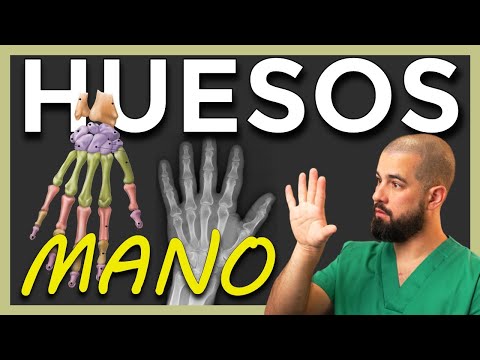 ANATOMÍA de los HUESOS de la MANO