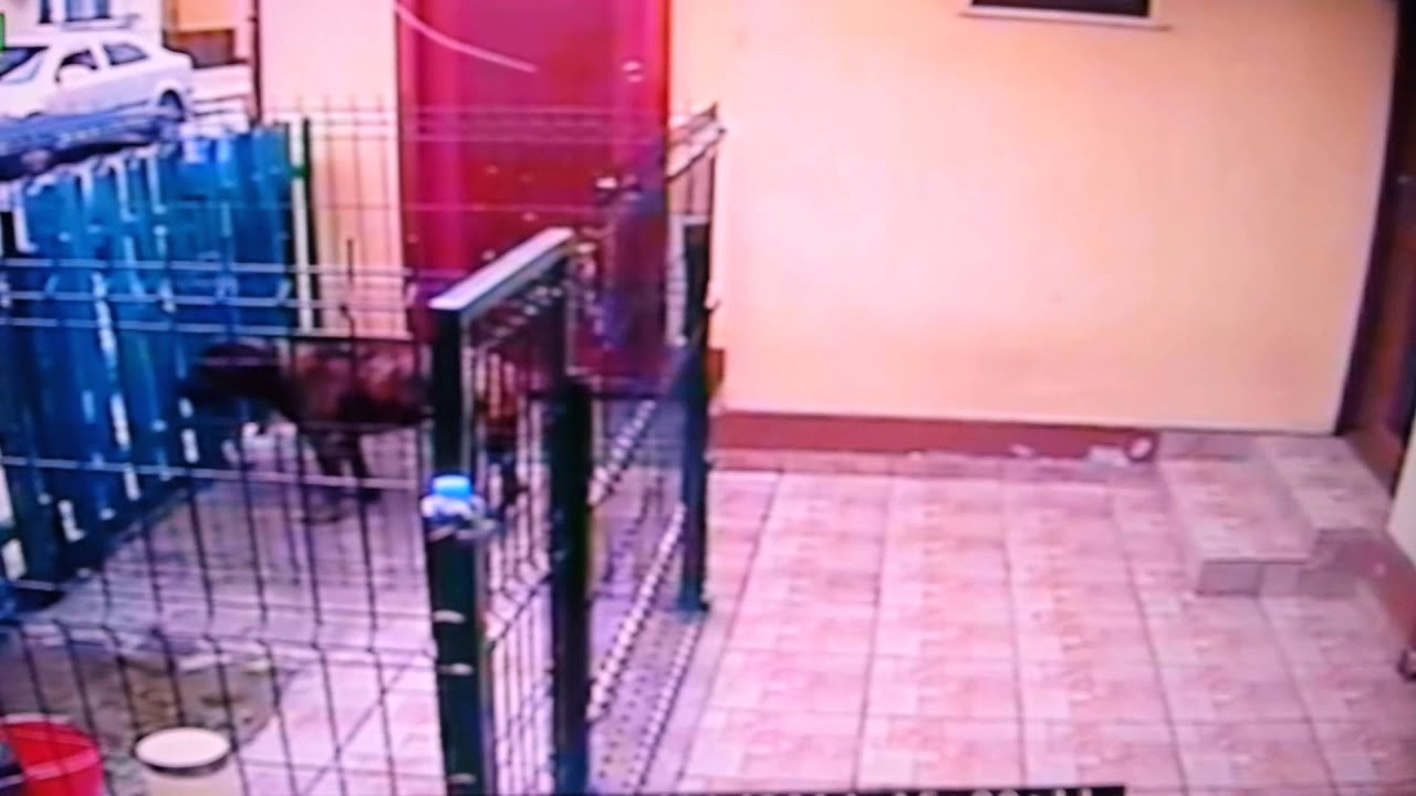 Tosa inu females fighting - YouTube