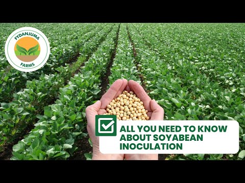 Soybean Inoculation - YouTube