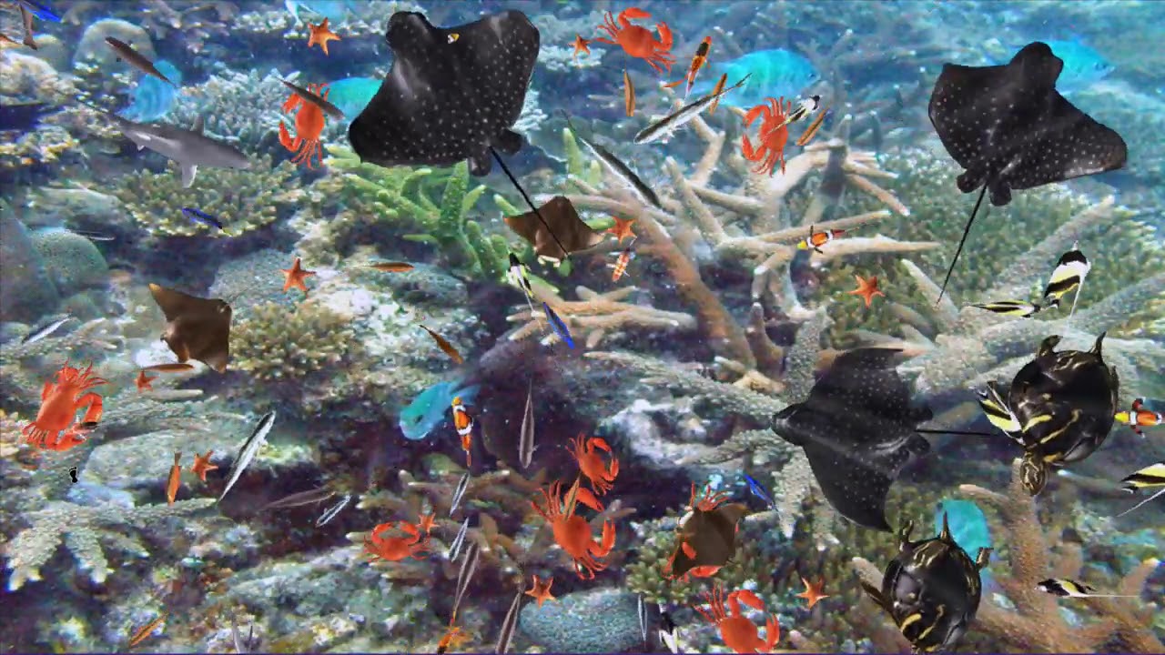 Sea Life Interactive Floor - funplus.in.th - YouTube