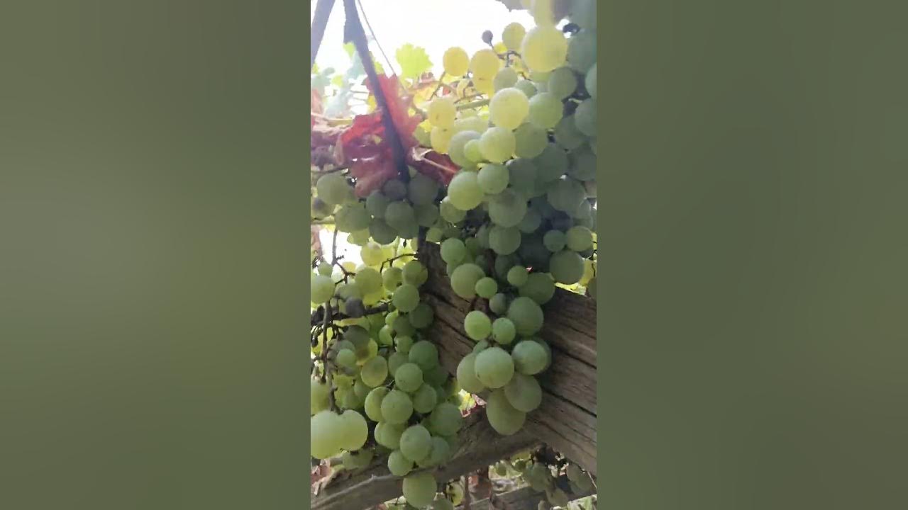 Binisita k ung grapes sa aming bakuran - YouTube