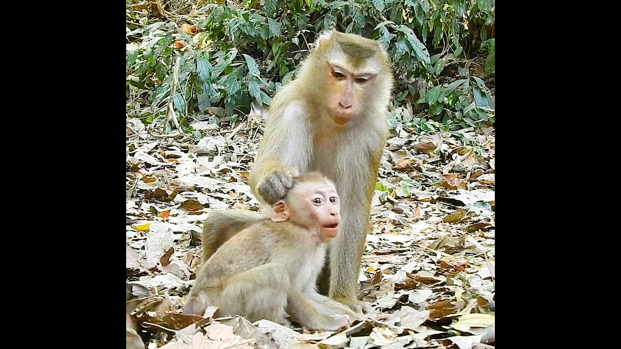 OMG, Auntie Luna Miss Baby LEO So Much She Can't Wait Pulling Him Down and Kiss, Lovely Monkeys ...
