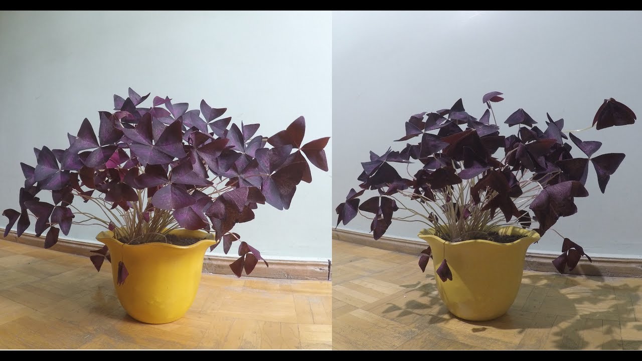 Oxalis Triangularis Time-Lapse - YouTube