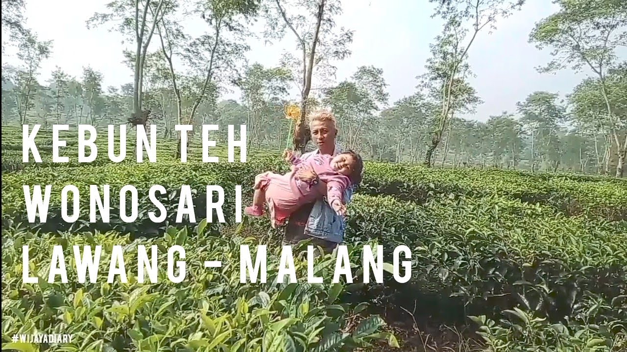 Kebun Teh Wonosari Lawang Malang Terbaru 2023 - YouTube