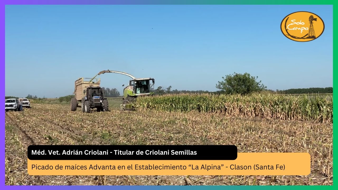 Picado de maíces Advanta en el Establecimiento “La Alpina” - Clason ...