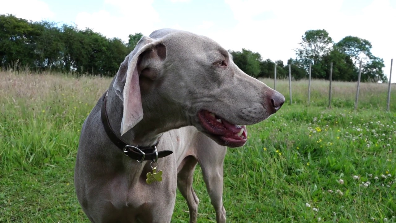 Woof-Farm Meadow at Woodfarm Barns - dogs love it! - YouTube