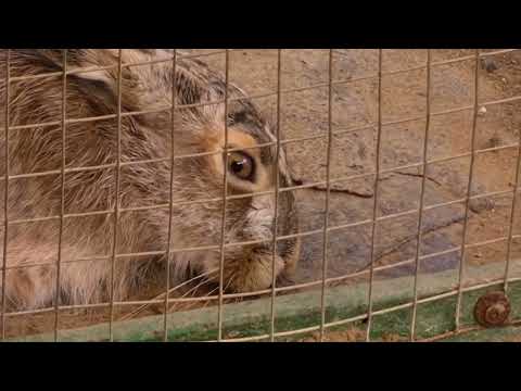 Уснул с открытыми глазами. Русак Каспер