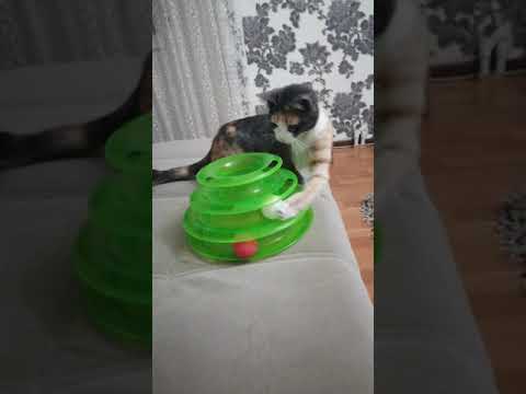 KEDİMİZİN GÜNLÜK EV HALLERİ KEDİ VLOGU KOMİK KEDİ VİDEOLARİ