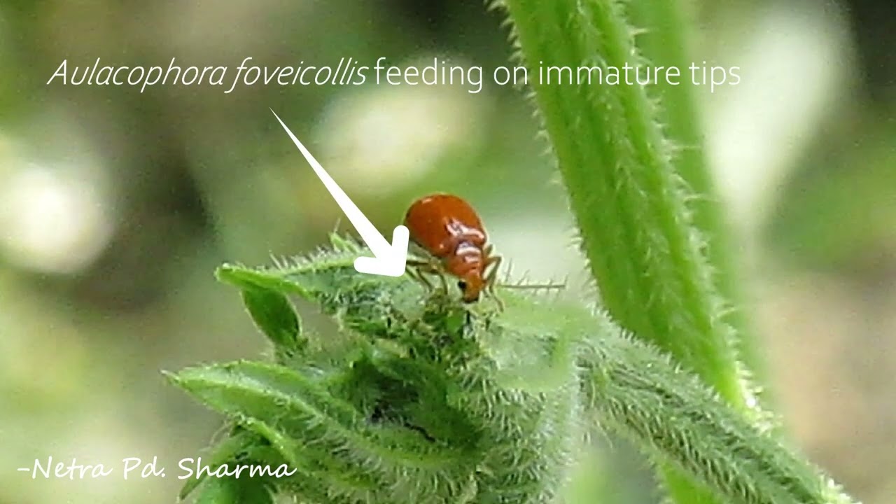 Red Pumpkin Beetle | Aulacophora foveicollis | - YouTube