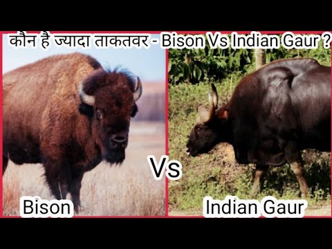 Indian Gaur Vs Bison | Gaur Vs Bison | American Bison Vs Indian Gaur.