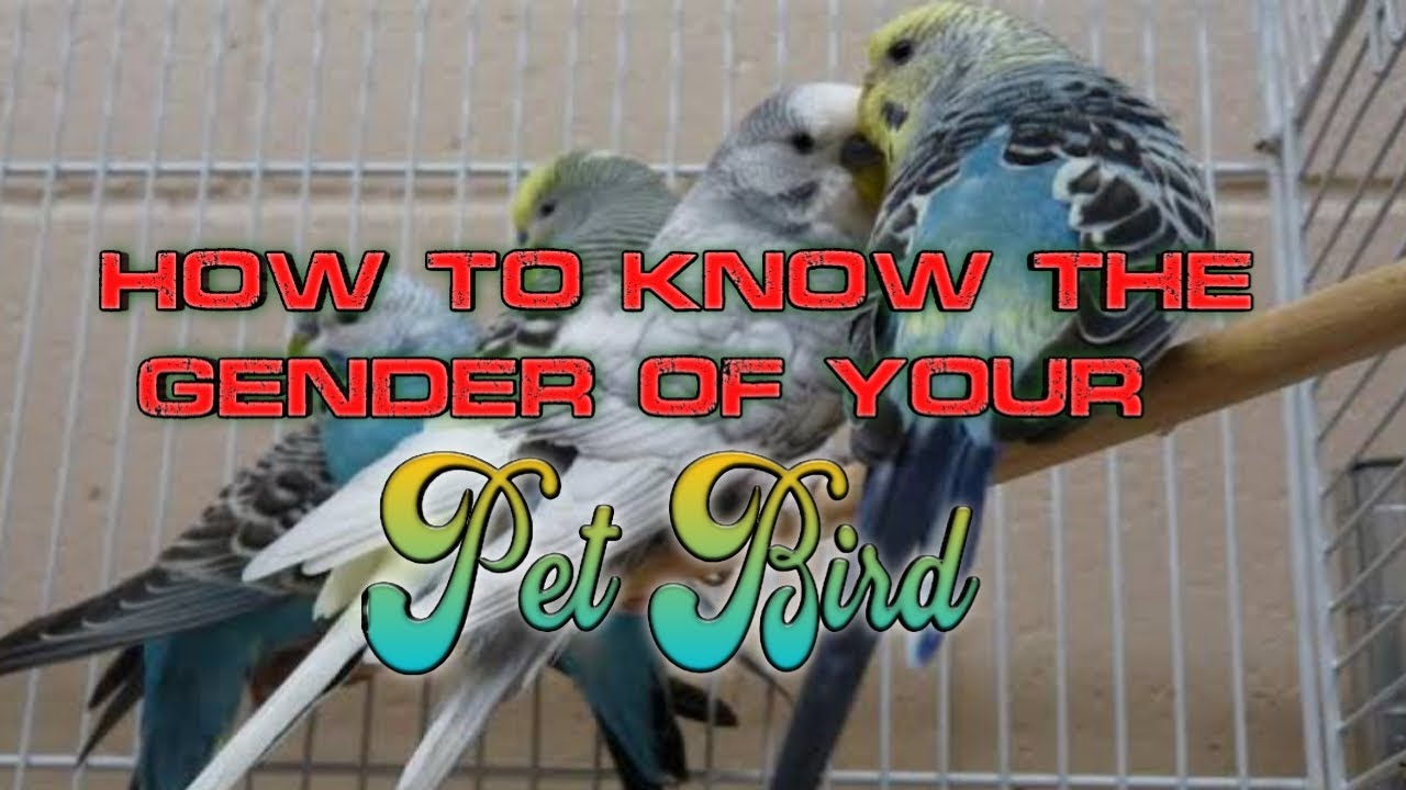 How to know the gender of parakeets / Budgies - YouTube