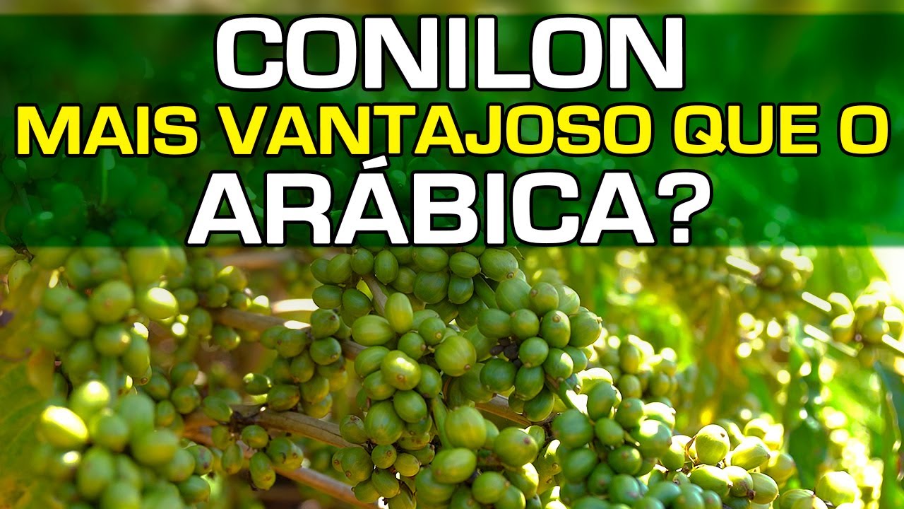 O Conilon Está Crescendo Forte em Consumo e Conquistando o Produtor ...