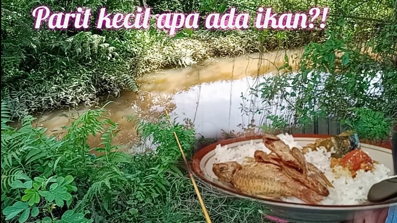 Parit kecil tidak ada tanda tanda kehidupan namun masih saja ada ikan ...