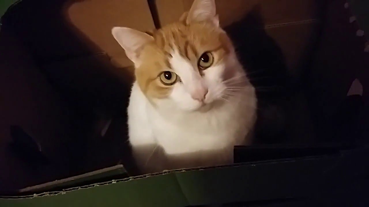 Wally Cat a rescued stray his story - YouTube