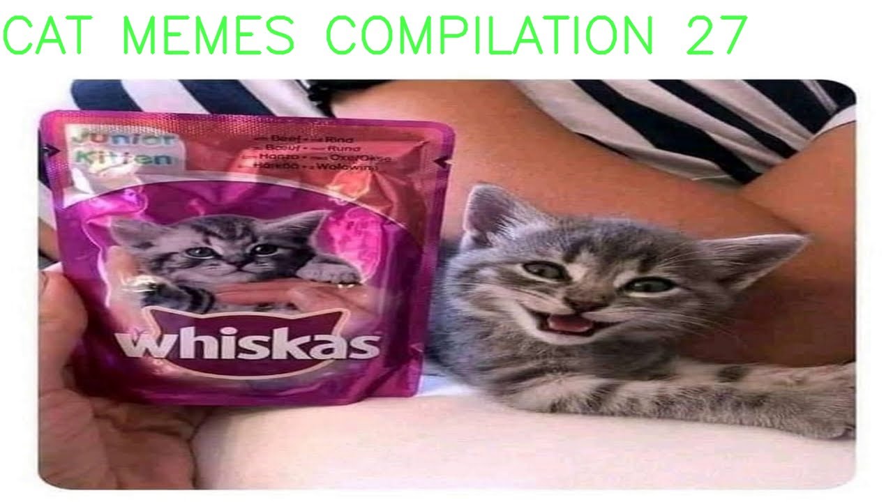 cat memes compilation 27 - YouTube