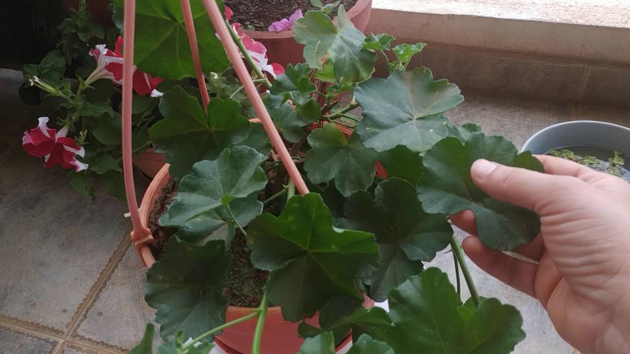 Pelargonium Peltatum#Ivy Geranium#Geraniums: How to care for n ...