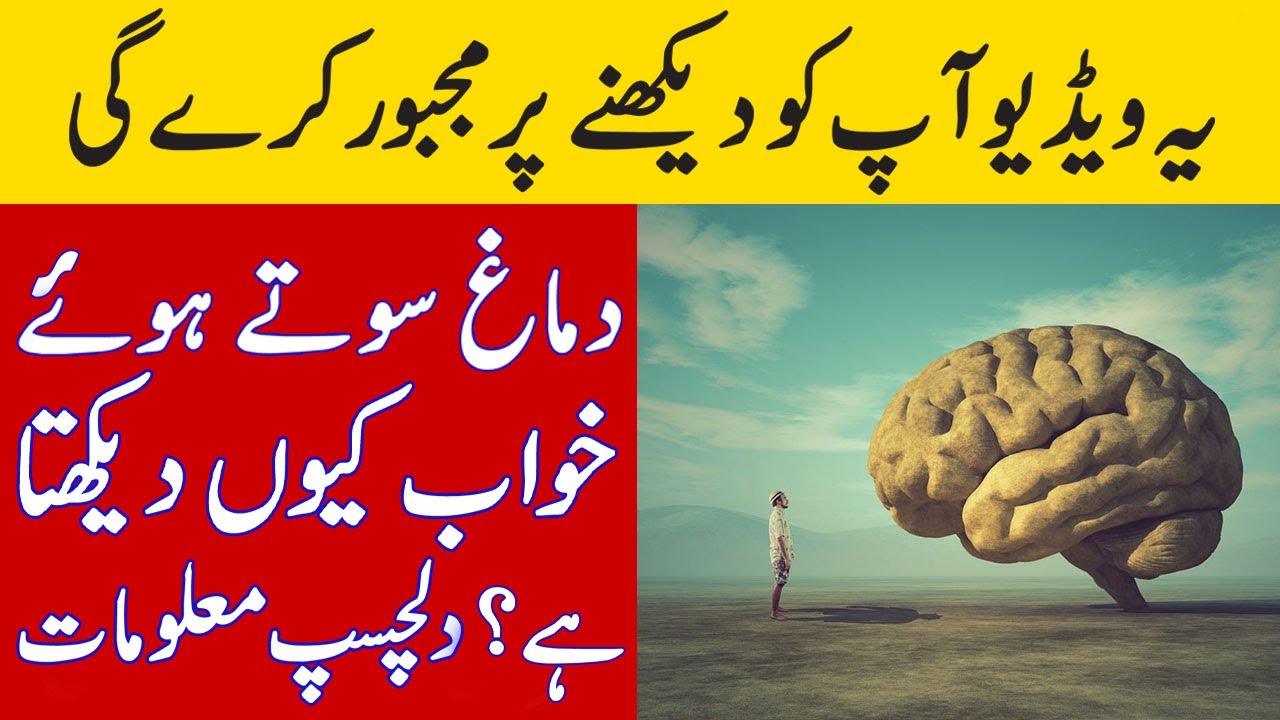 Powerful And Interesting Random Facts About Brain In Urdu YouTube powerful-and-interesting-random-facts-about-brain-in-urdu-youtube