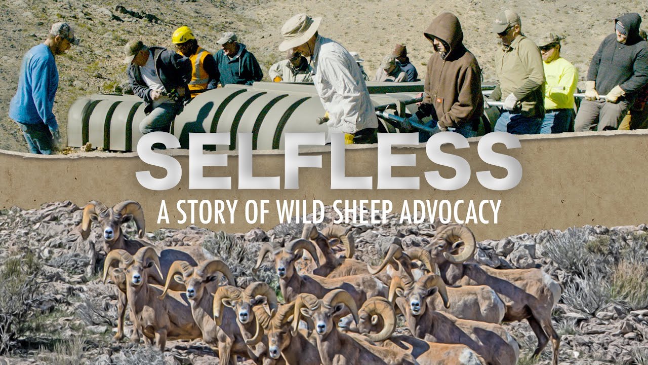 Selfless: A Story of Wild Sheep Advocacy - YouTube