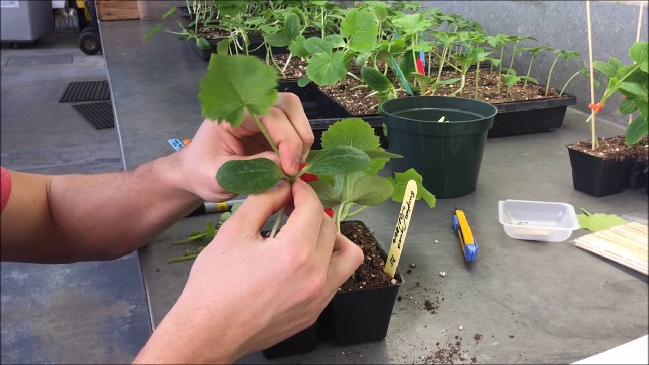 Cucurbit grafting - YouTube