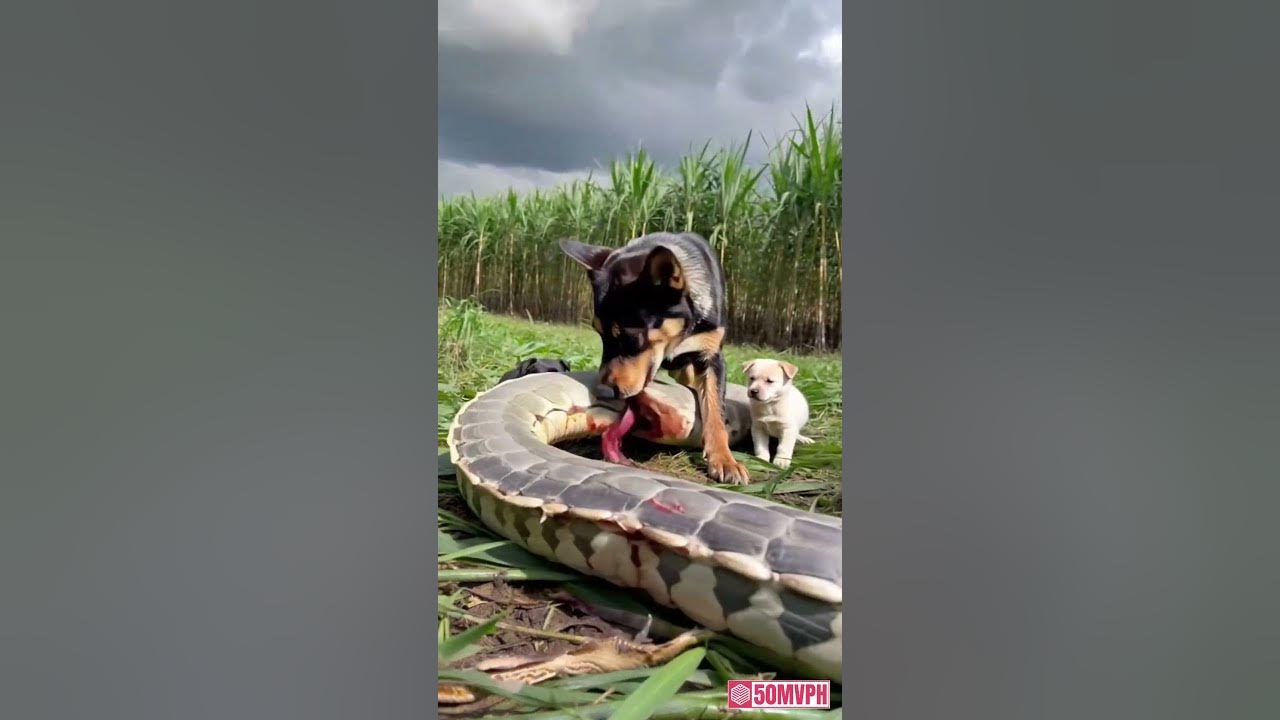 Mother dog kills python to save 2 puppies - YouTube
