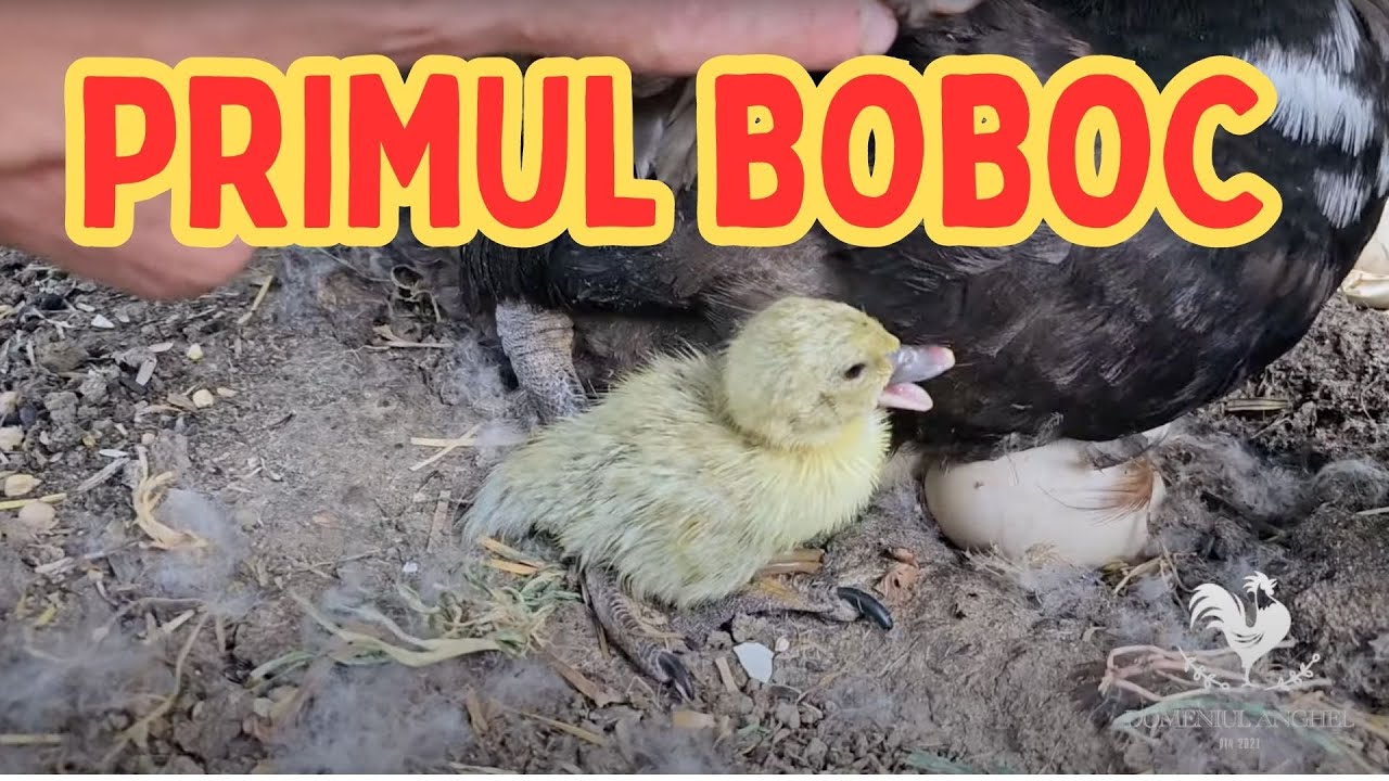 Avem primul bobocel - YouTube