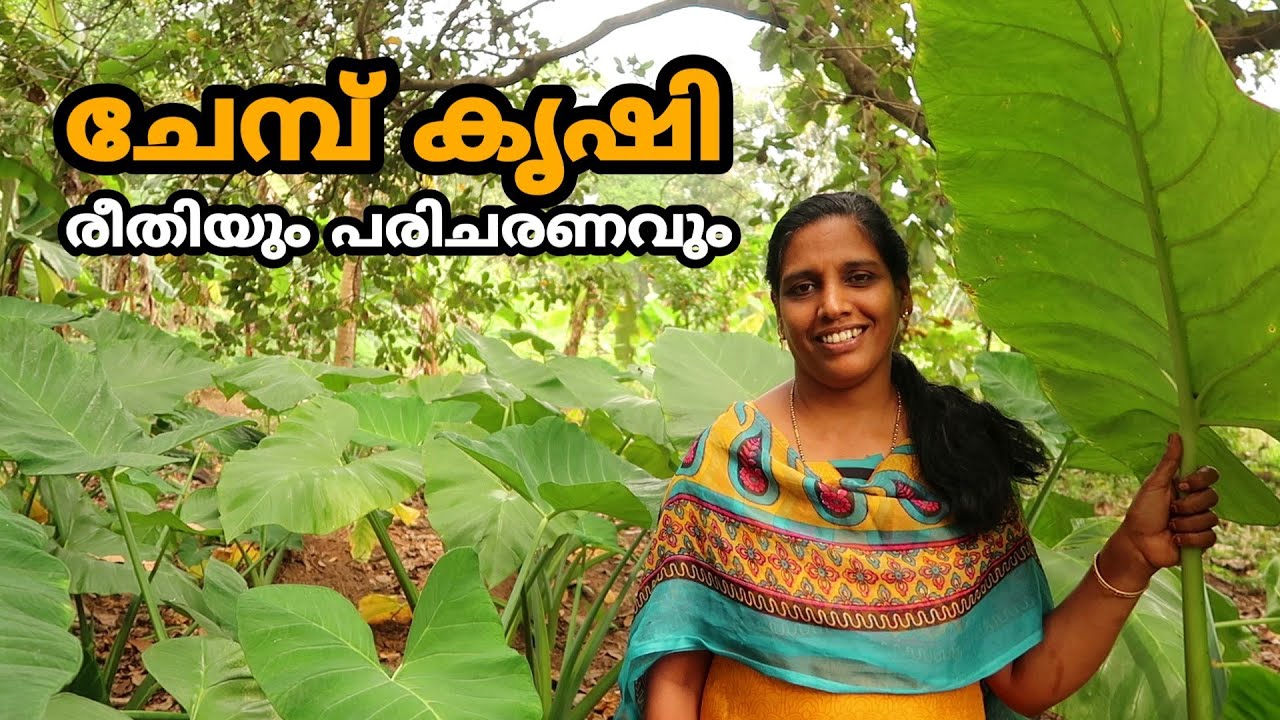 ചേമ്പ് കൃഷി രീതിയും പരിചരണവും | Chembu Krishi Tips In Malayalam ...