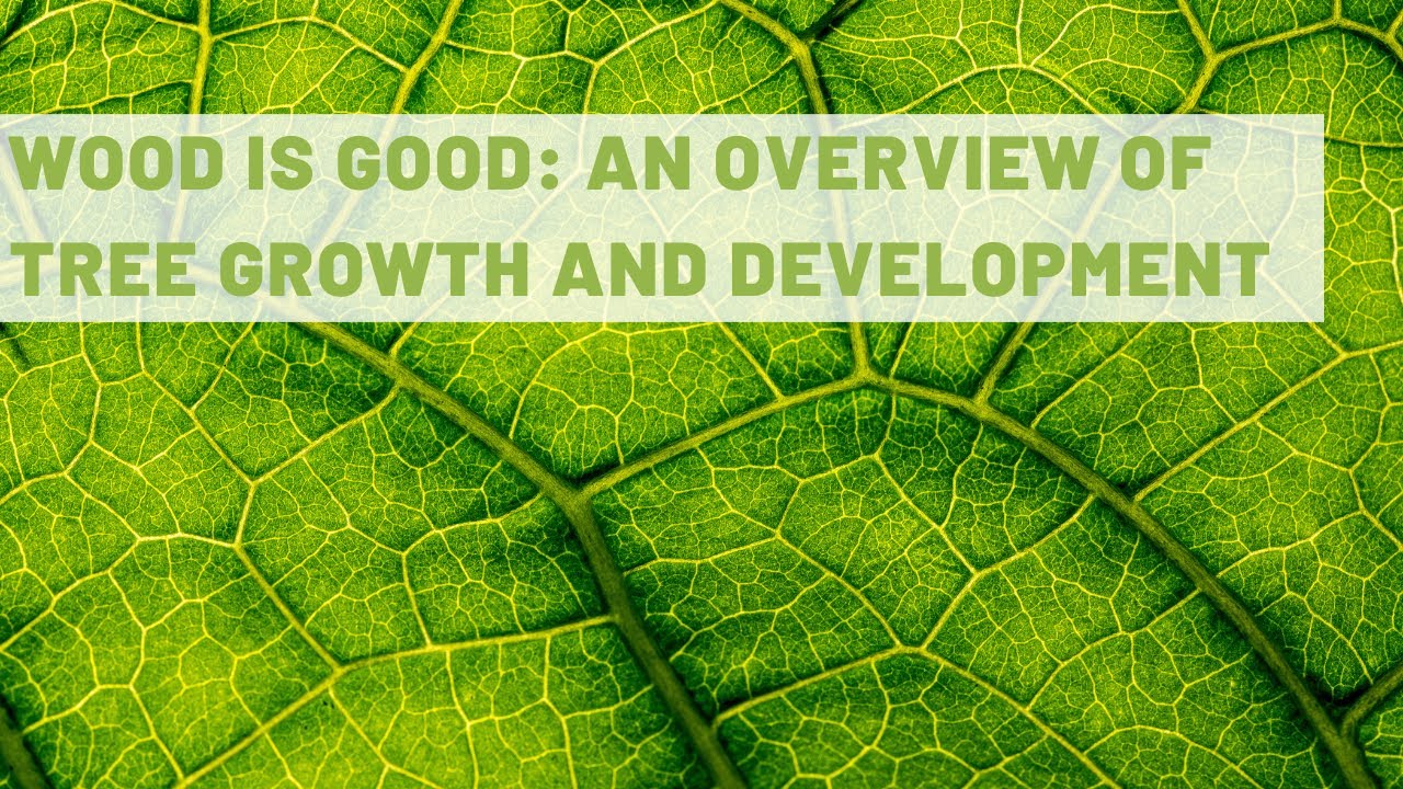 2024 Carbon Webinar - Wood is Good: An Overview of Tree Growth and ...