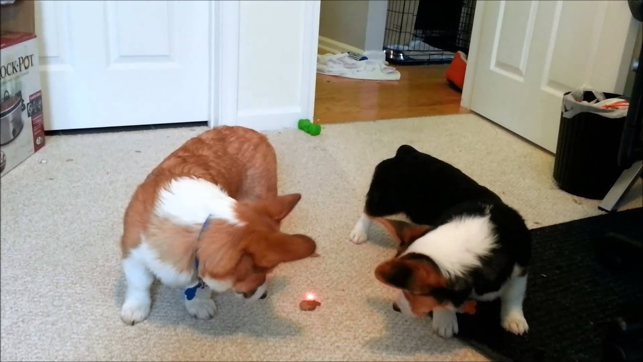 Corgi puppies chase laser pointer - YouTube