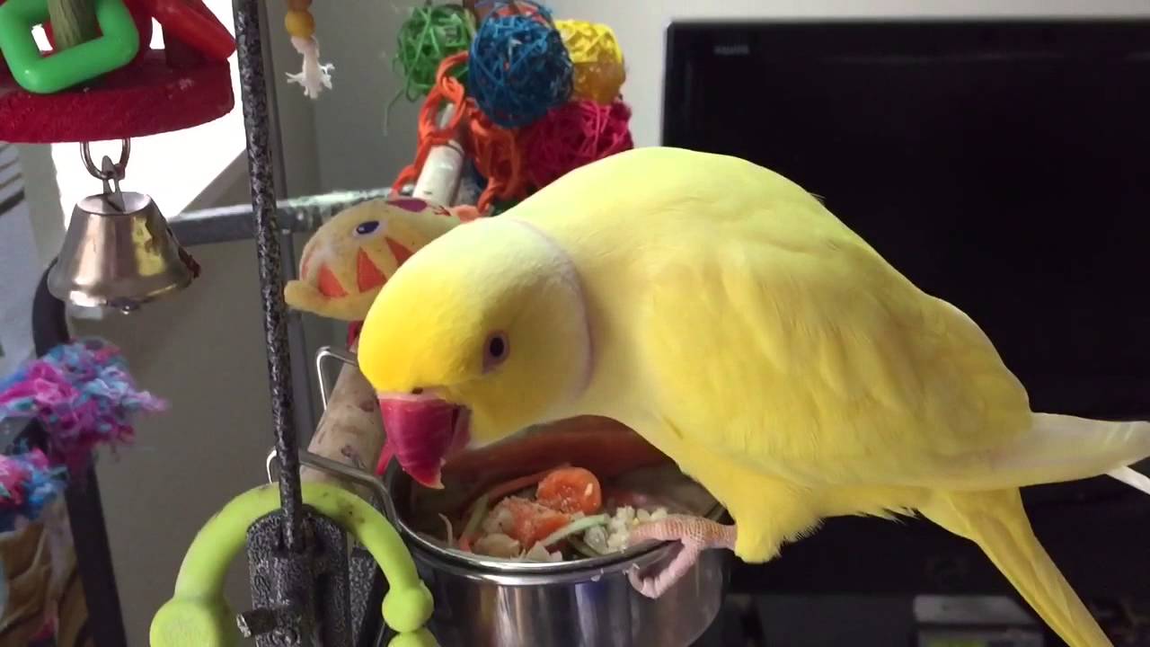 Chatty Parrots Talking With Their Beaks Full - YouTube